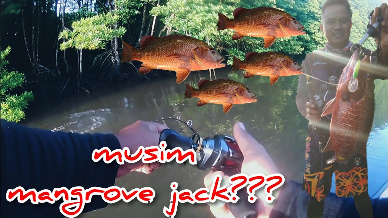 Casting MemBuru siakap | Mangrove Jack hunter - YouTube