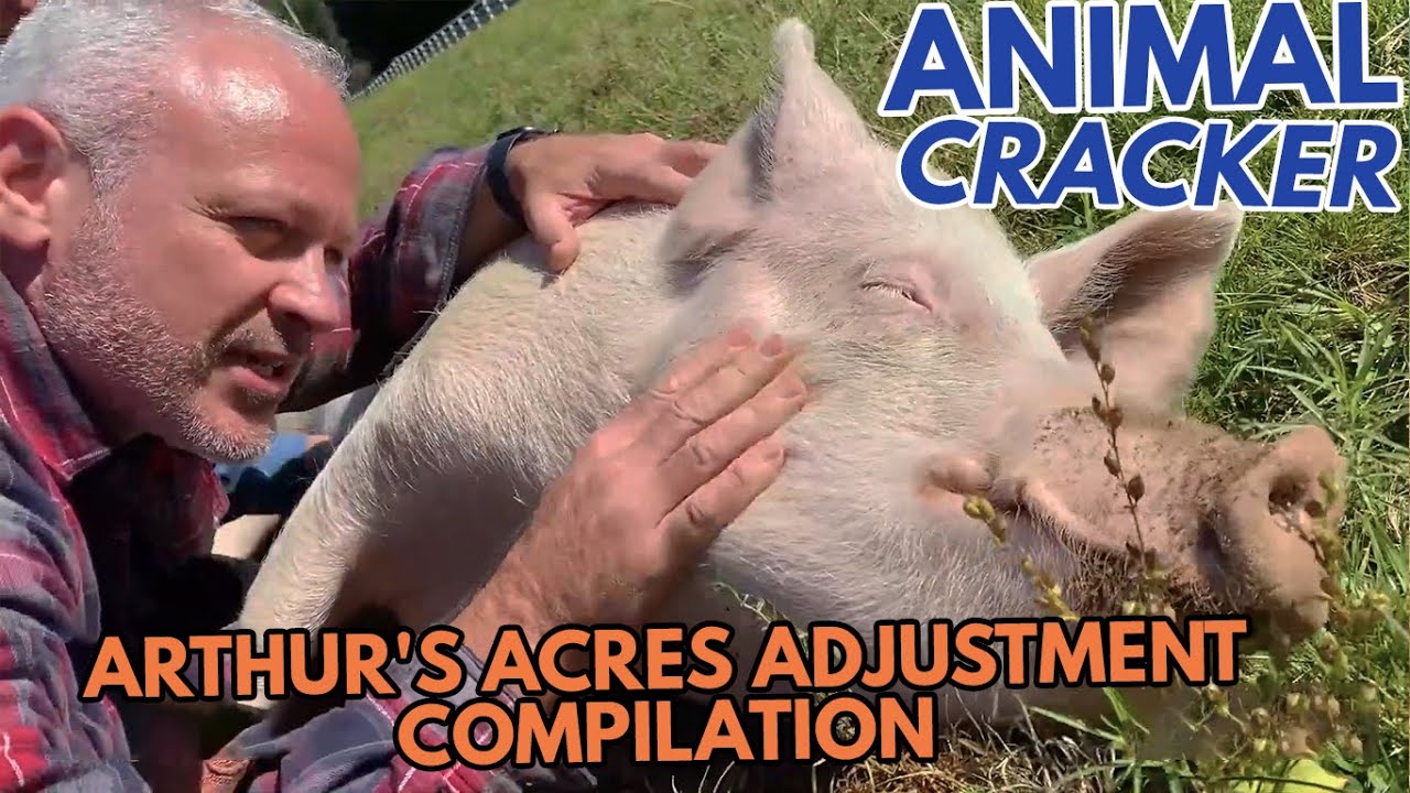 ARTHURS ACRE'S PIGS 🐖 ANIMAL CRACKER COMPILATION - YouTube