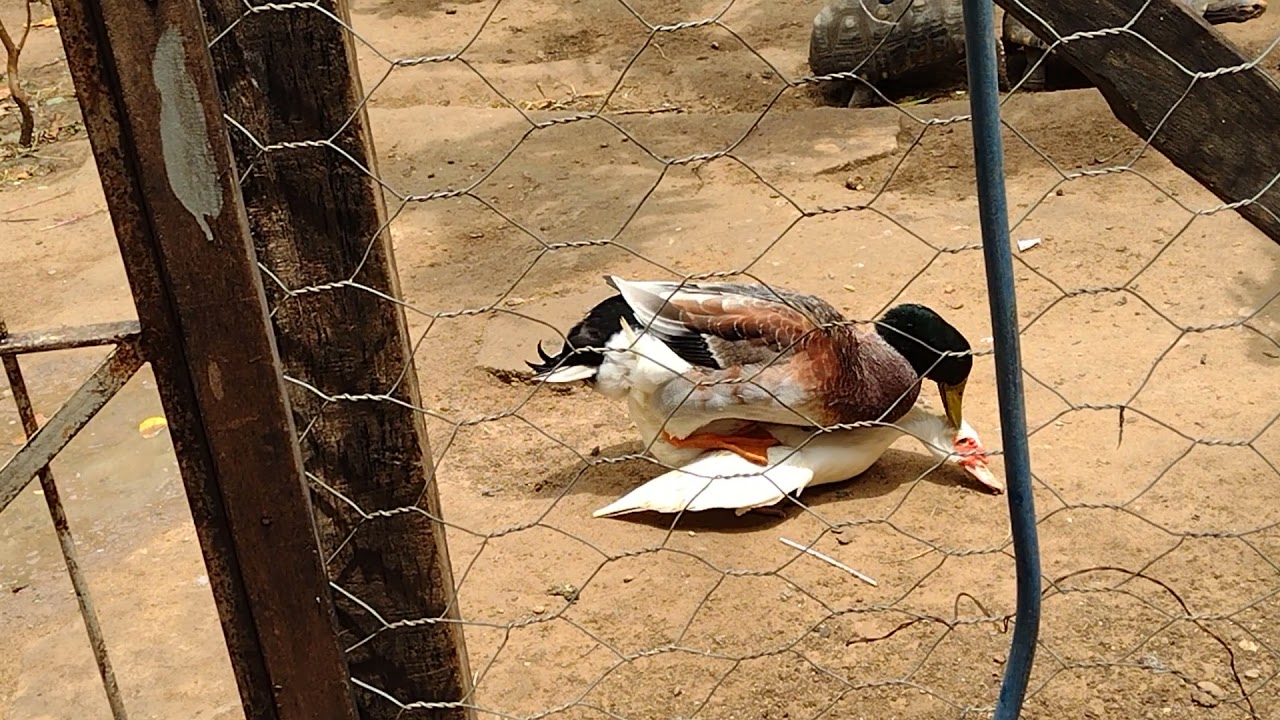 Parreco, marreco de Rouen cruzando com a pata - YouTube