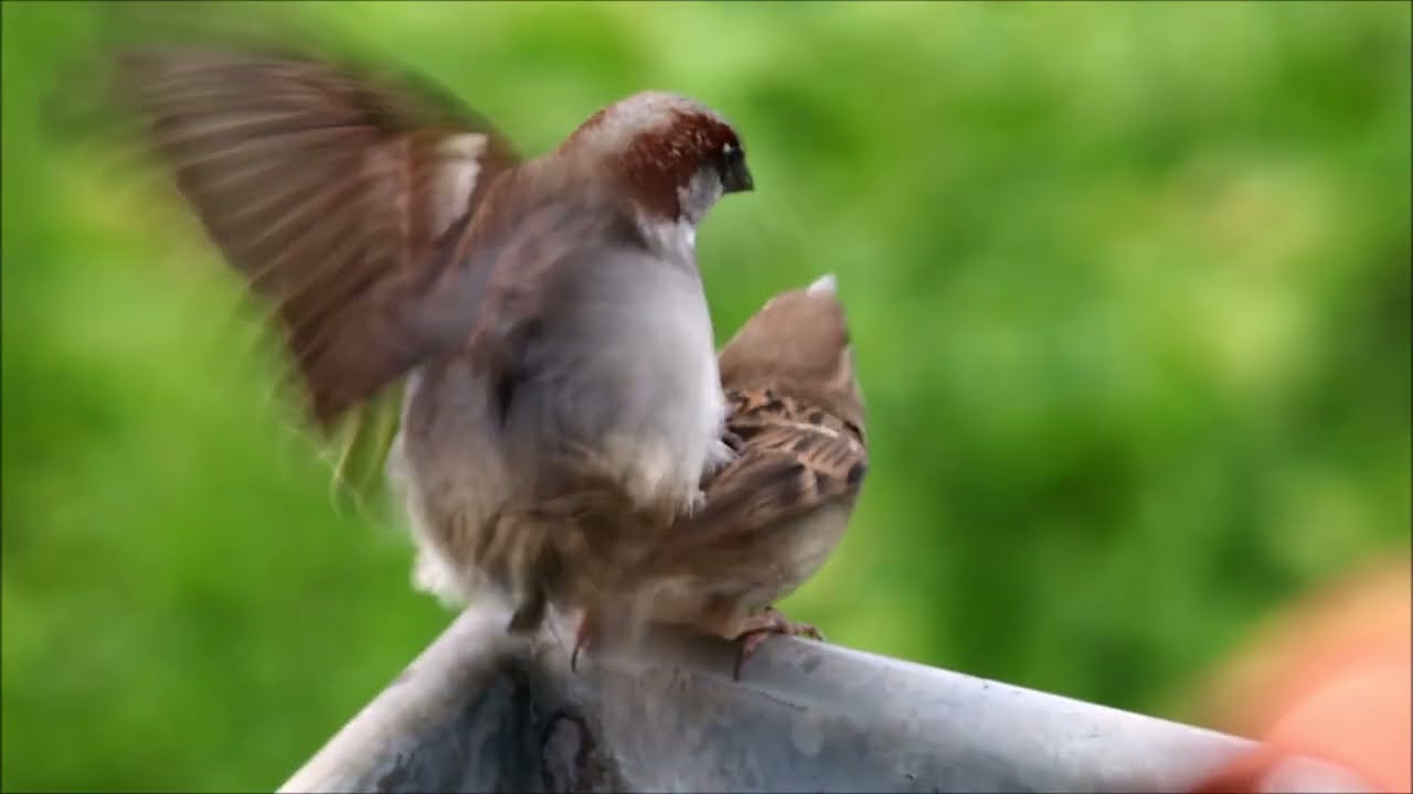 mating house sparrows on the roof - YouTube
