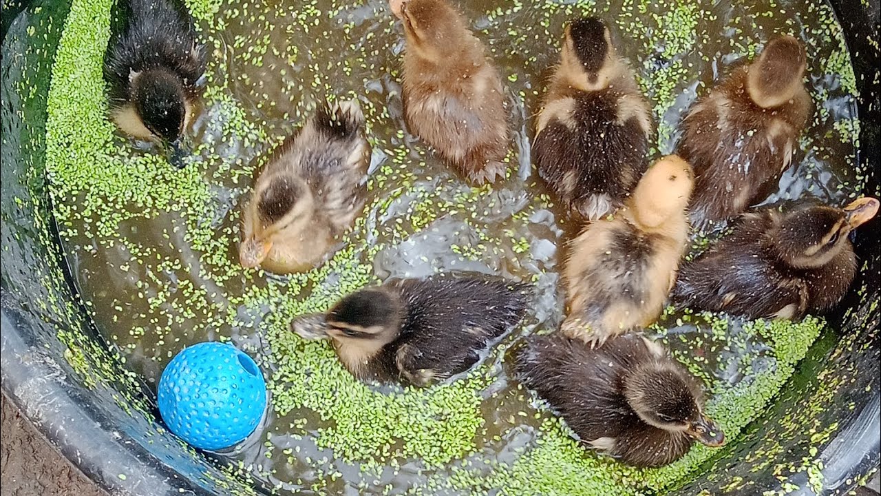 how to make dauk - YouTube