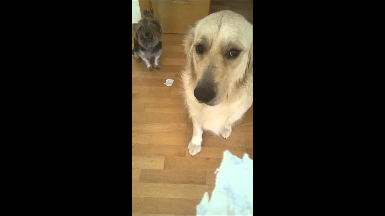 Perro arrepentido delata a otro - YouTube