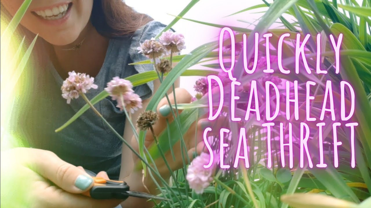 ️🌸 How to Video: Deadhead Sea Thrift - Armeria: Quick Clip Tips by ...