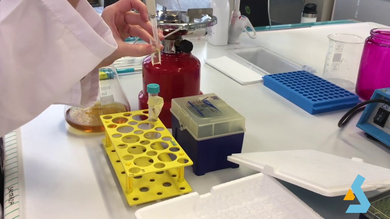 05 - Bacterial Protein Expression & Purification - YouTube