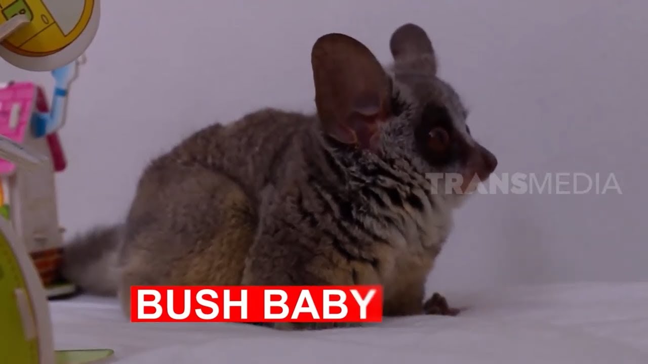 Bush Baby Primata Imut Pelompat Handal | SI OTAN (01/09/20) - YouTube