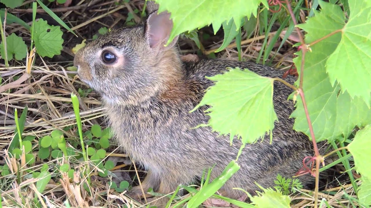 Cutest Wild Baby Bunny - YouTube
