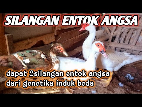 2 SILANGAN ENTOK ANGSA DARI JENIS INDUKAN BETINA BEDA - YouTube