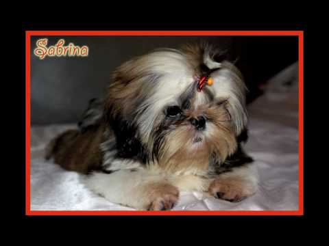 SABRINA (Shih Tzu): 3 to 8 months old - YouTube