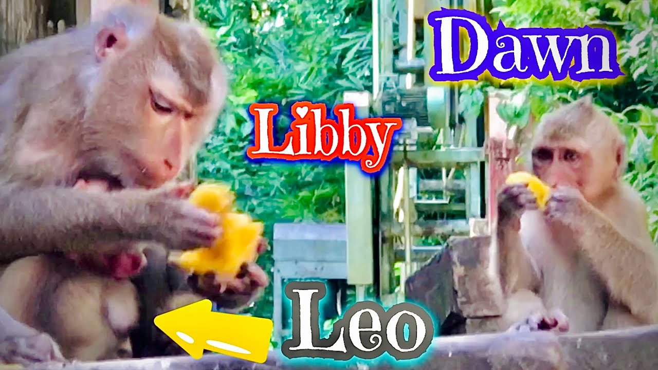 Mom Libby & Dawn Love Mangoes 🥭 Leo is so tired today. Sleepy 🥱 - YouTube