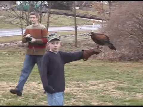 Casey and the Hawk - YouTube