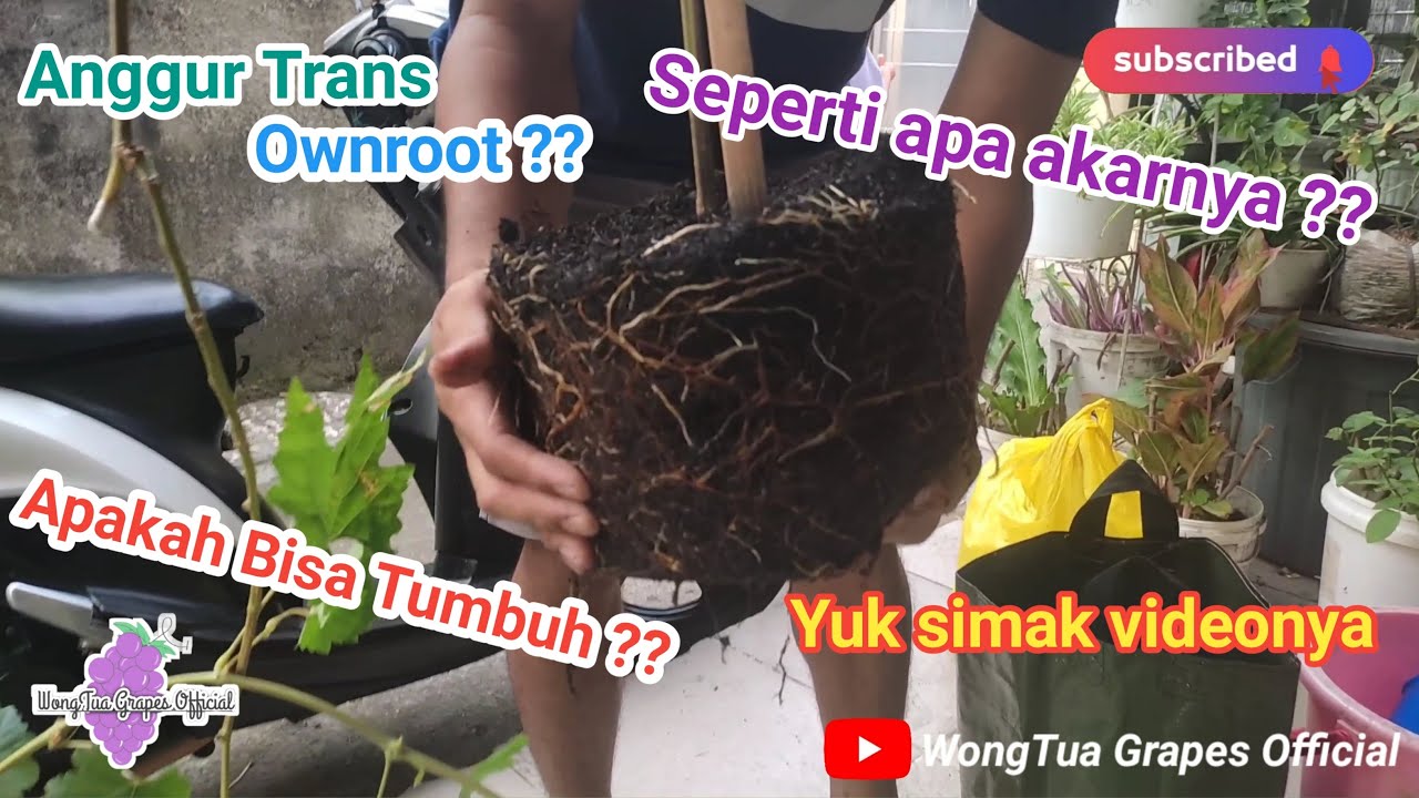 Anggur Trans OWNROOT ?? Seperti Apa Akarnya ?? Apa Bisa Tumbuh Subur ...