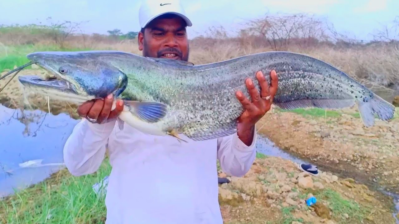 Amazing Big Pathan fishing | Best fishing wallago big fishing | Badi ...
