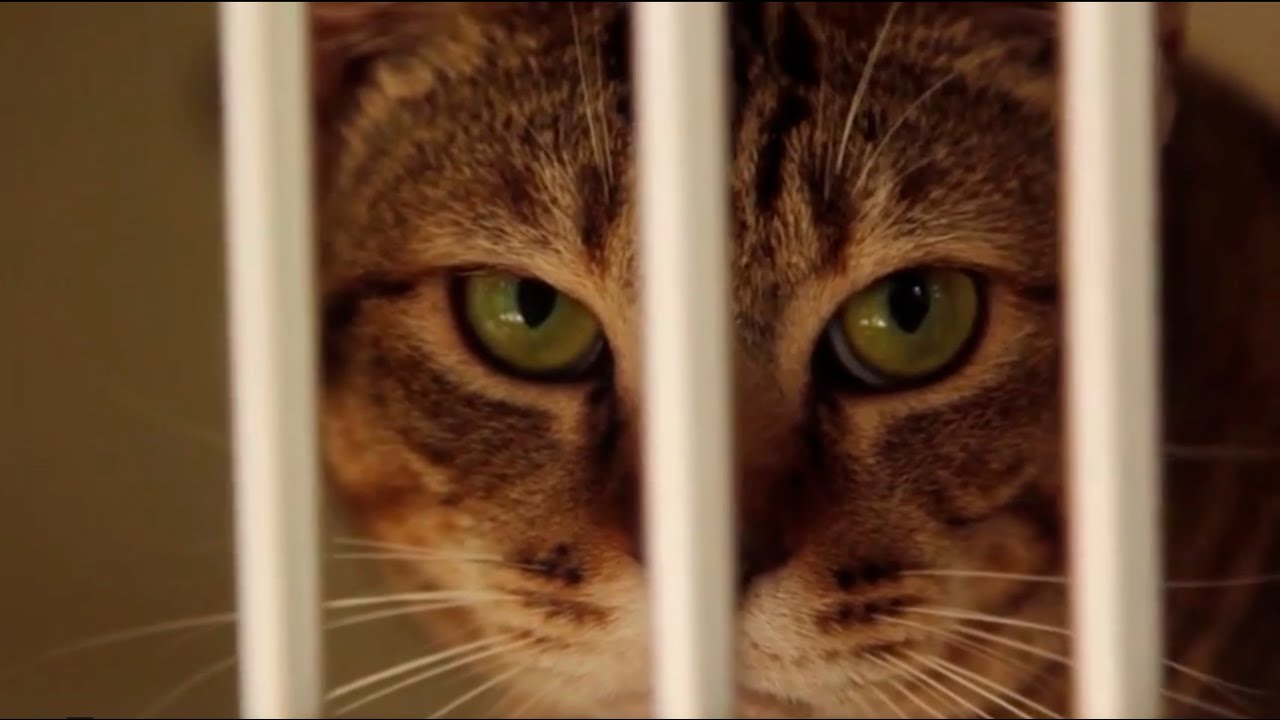 The hunt for Singapore's serial cat killer - YouTube