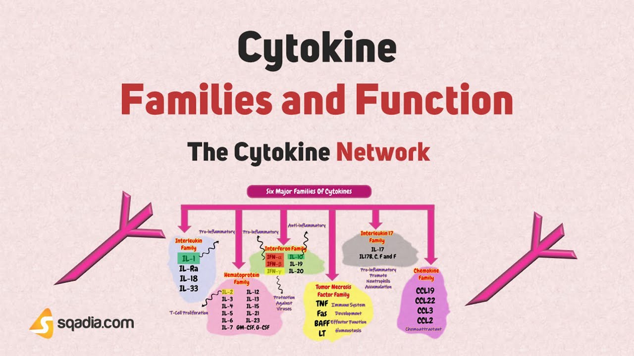 The Cytokine Network - Cytokine Families and Function - YouTube