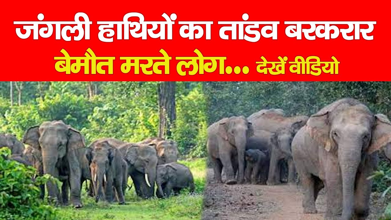 Wild elephant terror: जंगली हाथियों का तांडव बरकरार, बेमौत मरते लोग ...