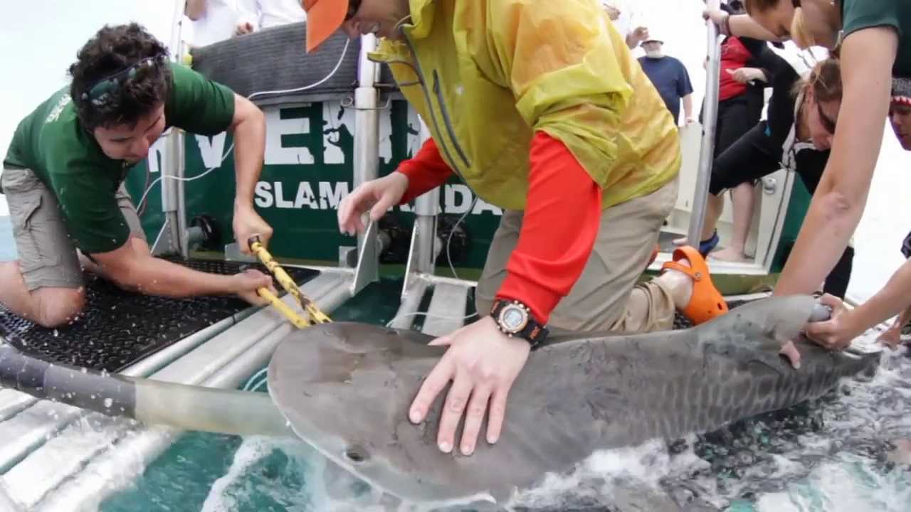 Shark Stress - Austin Gallagher - YouTube