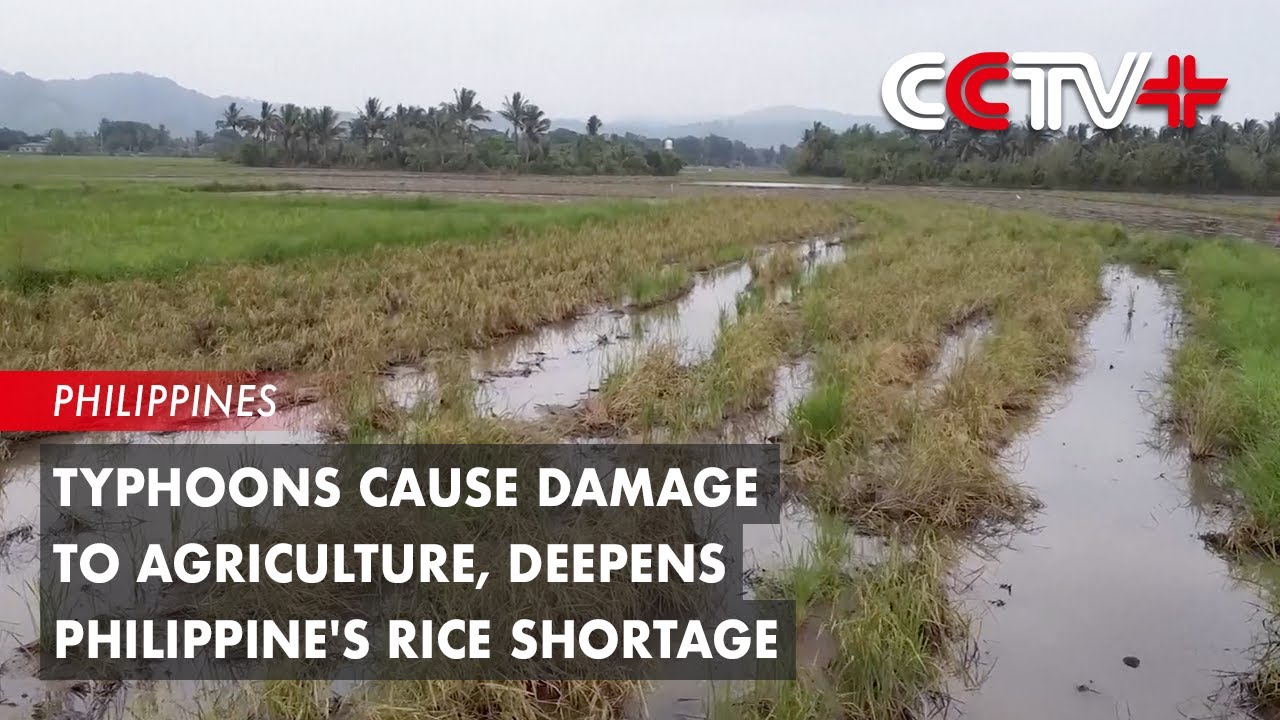Typhoons Cause Damage to Agriculture, Deepens Philippine's Rice ...