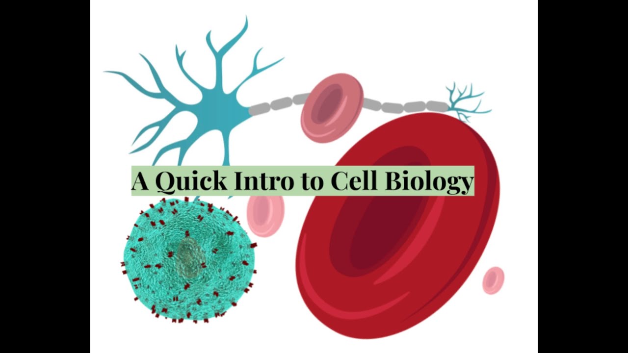 Intro to Cell Biology - YouTube