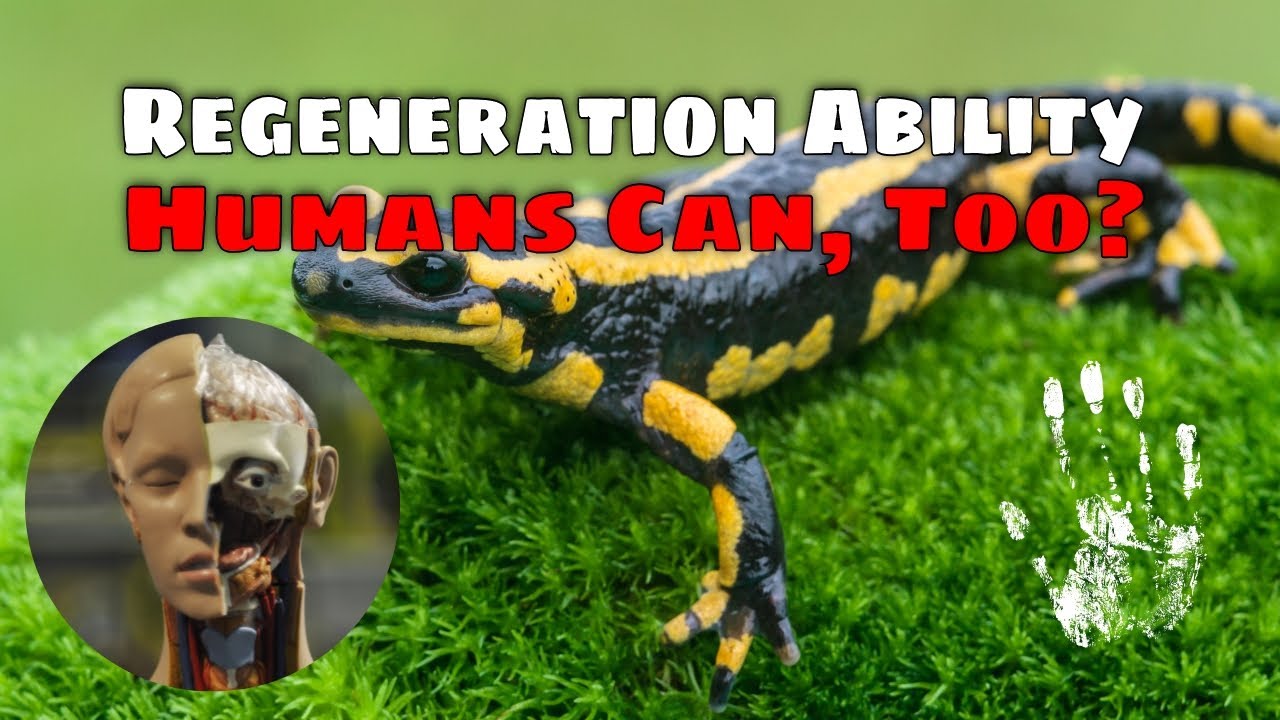 Humans 'Untapped Ability', Can Regenerate Body Parts Like Salamanders ...