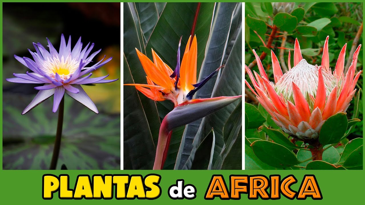 Nomes De Plantas Africanas Boldo Africano Muda Orgânico Planta