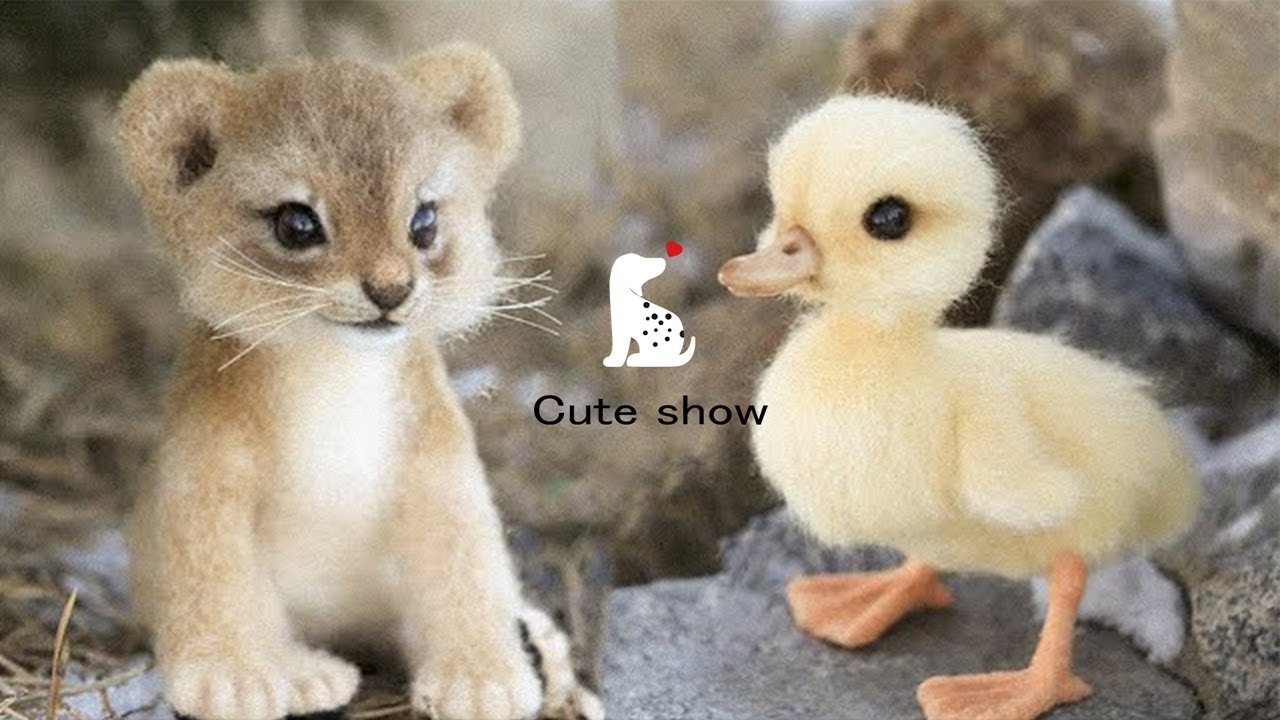 Cute show可爱秀-Cute Pets Collection可爱动物合集. - YouTube