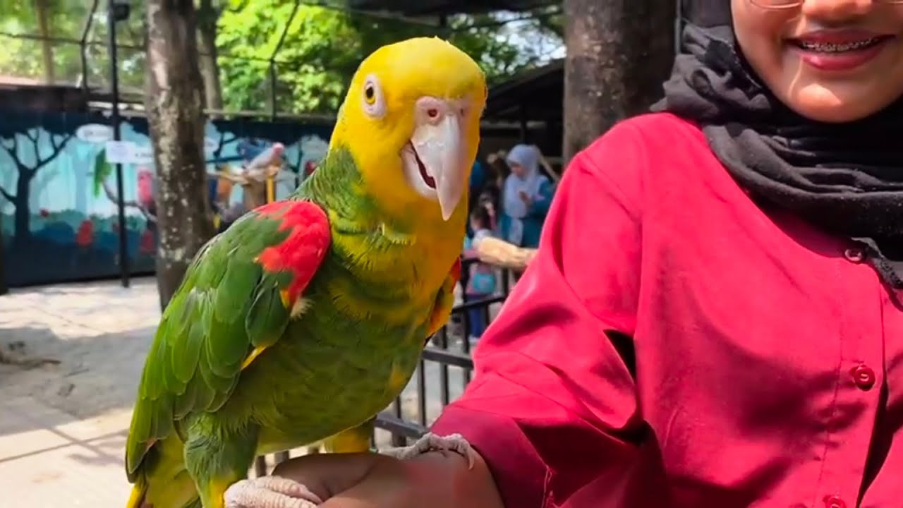 Biodiversity : YELLOW HEADED PARROT 🦜 G2G Animal Garden Maeps Serdang ...