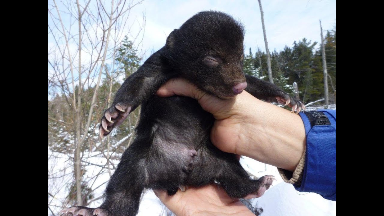 CRYING BABY BEAR - YouTube