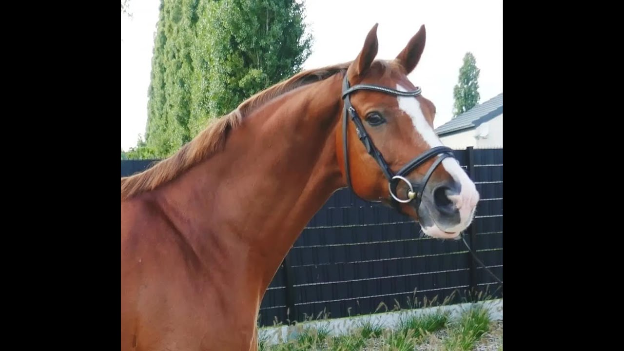 Totalis (Totilas x Londonderry), 9yrs old gelding - YouTube