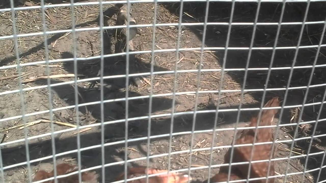 2014 Chickens at 2 Months - YouTube