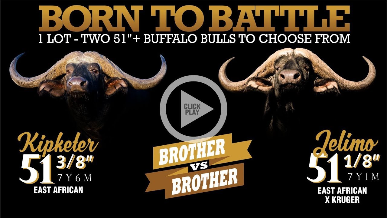 Alden Buffalo - ONCE IN A LIFETIME EXCLUSIVE OPPORTUNITY! - YouTube