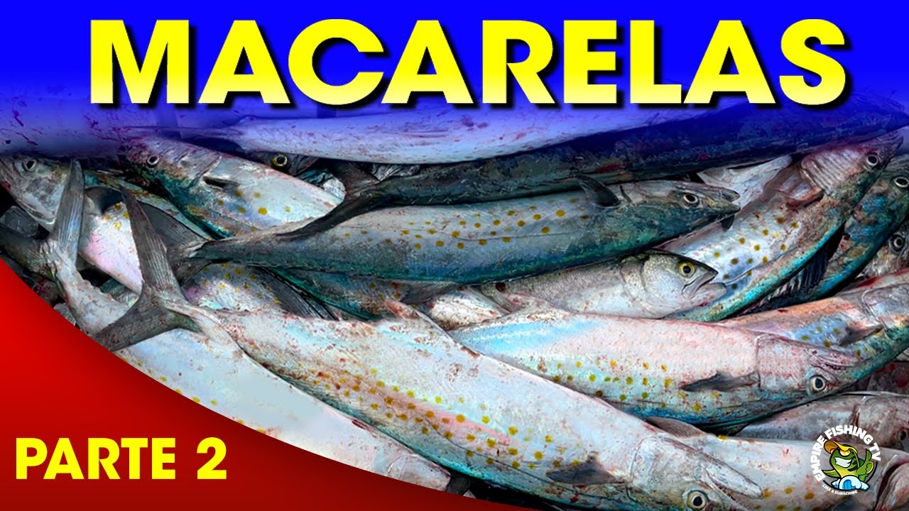 Excelente día pescando Macarelas 2021 - YouTube