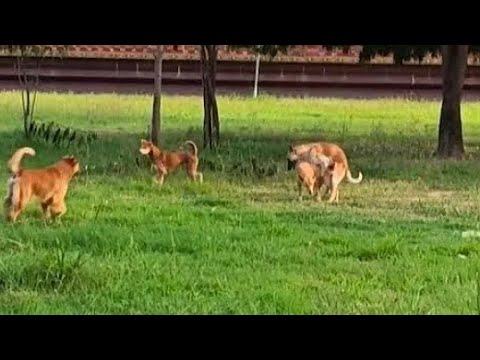 Dogs Mating first time in Village