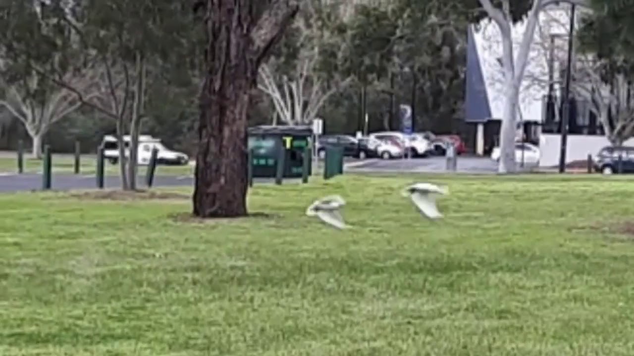 Birds Flying Into Tree - YouTube