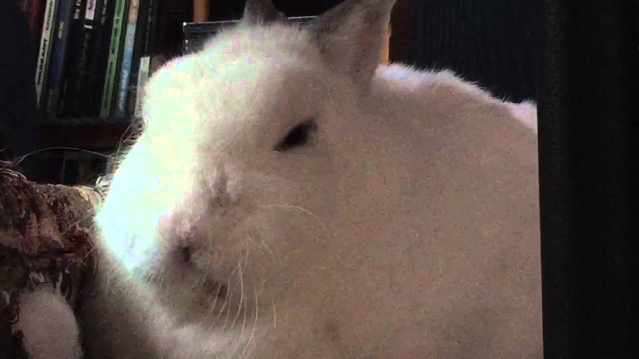 Penny the rabbit asleep and BEING CUTE!! - YouTube