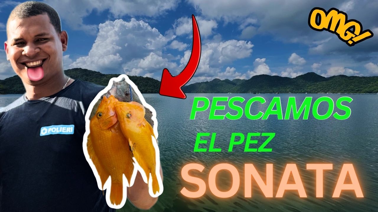 EL PEZ SONATA INCREIBLE (QUE RELAJO SHOW) - YouTube