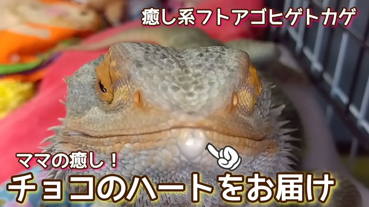 【本編動画】癒しをくれるトカゲ@taasan_home #癒し系フトアゴチョコちゃん #ベタ慣れチョコちゃん - YouTube