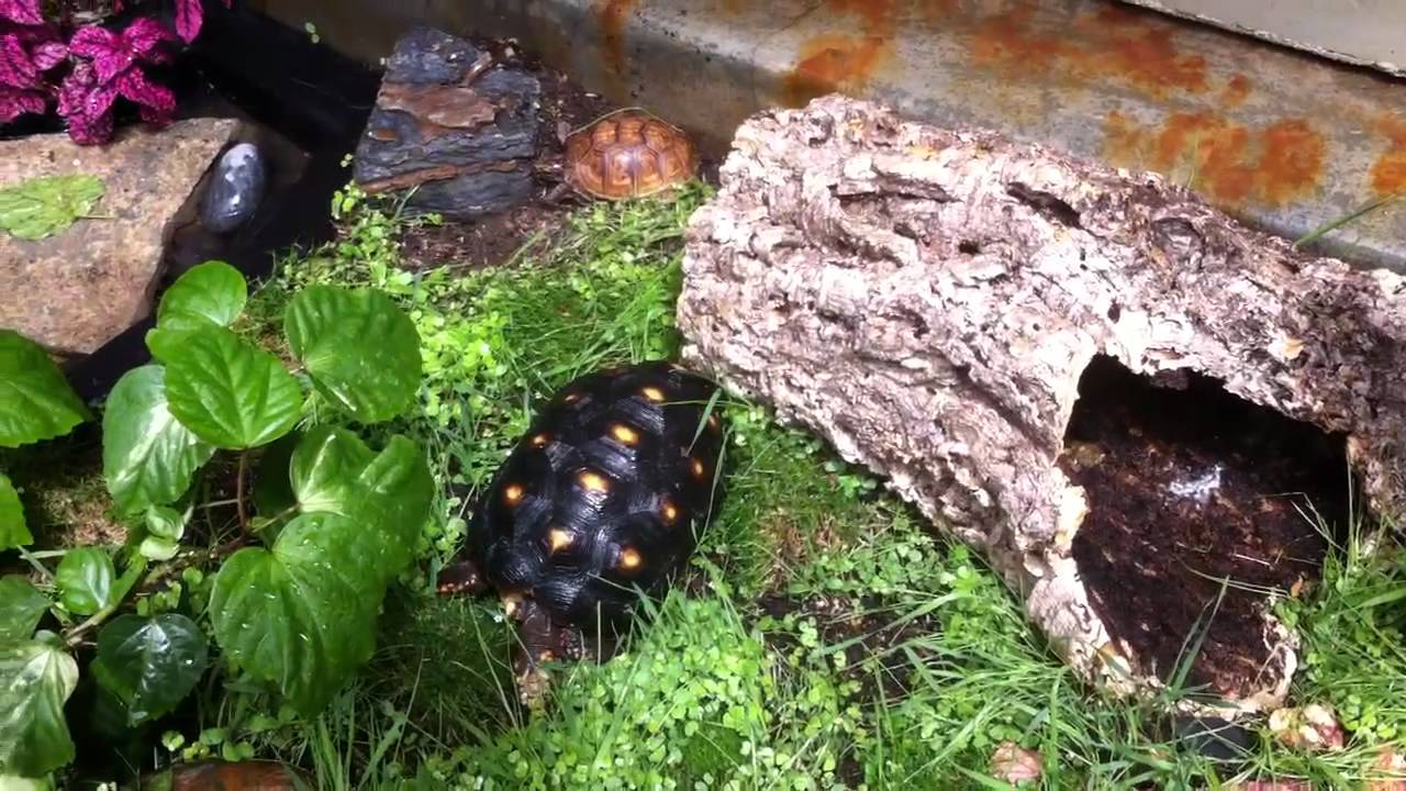 Red foot tortoise scratching shell - YouTube
