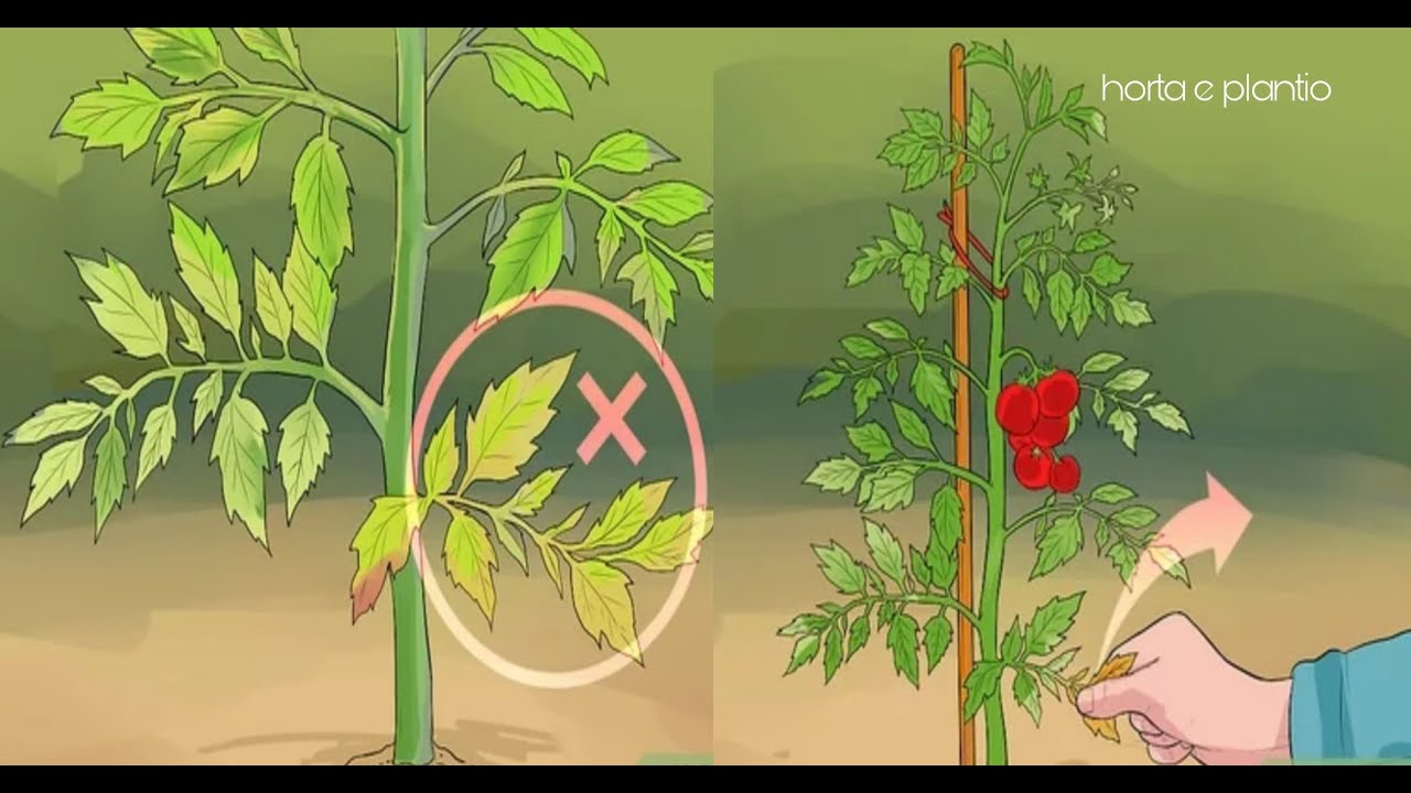 Como podar o pé de tomate para produzir? - YouTube