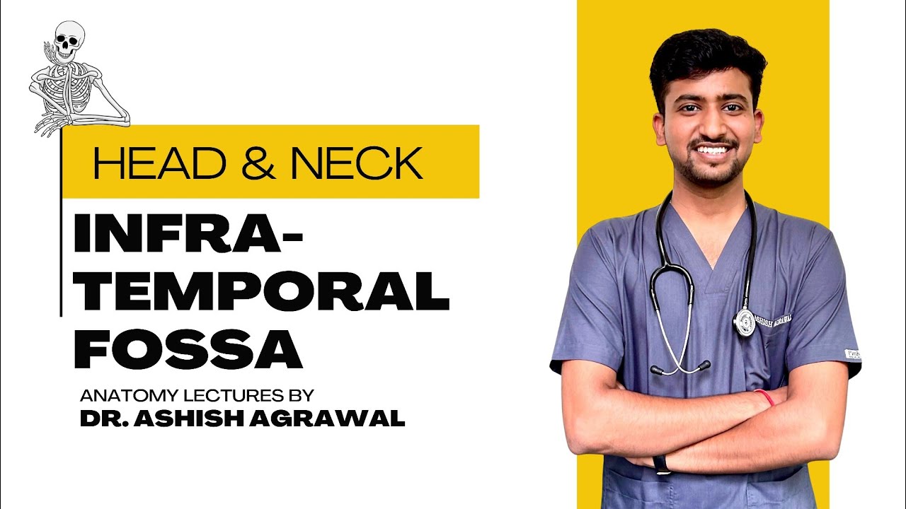 Infratemporal Fossa || Head And Neck Anatomy || First Year MBBS ...