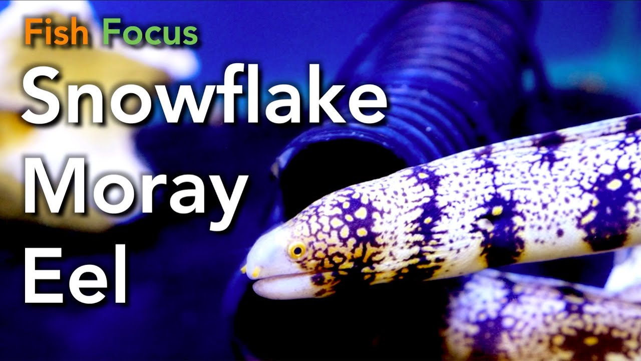 Fish Focus - Snowflake Moray Eel - YouTube