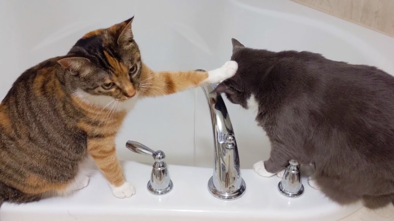 Cat Drama at the faucet - YouTube