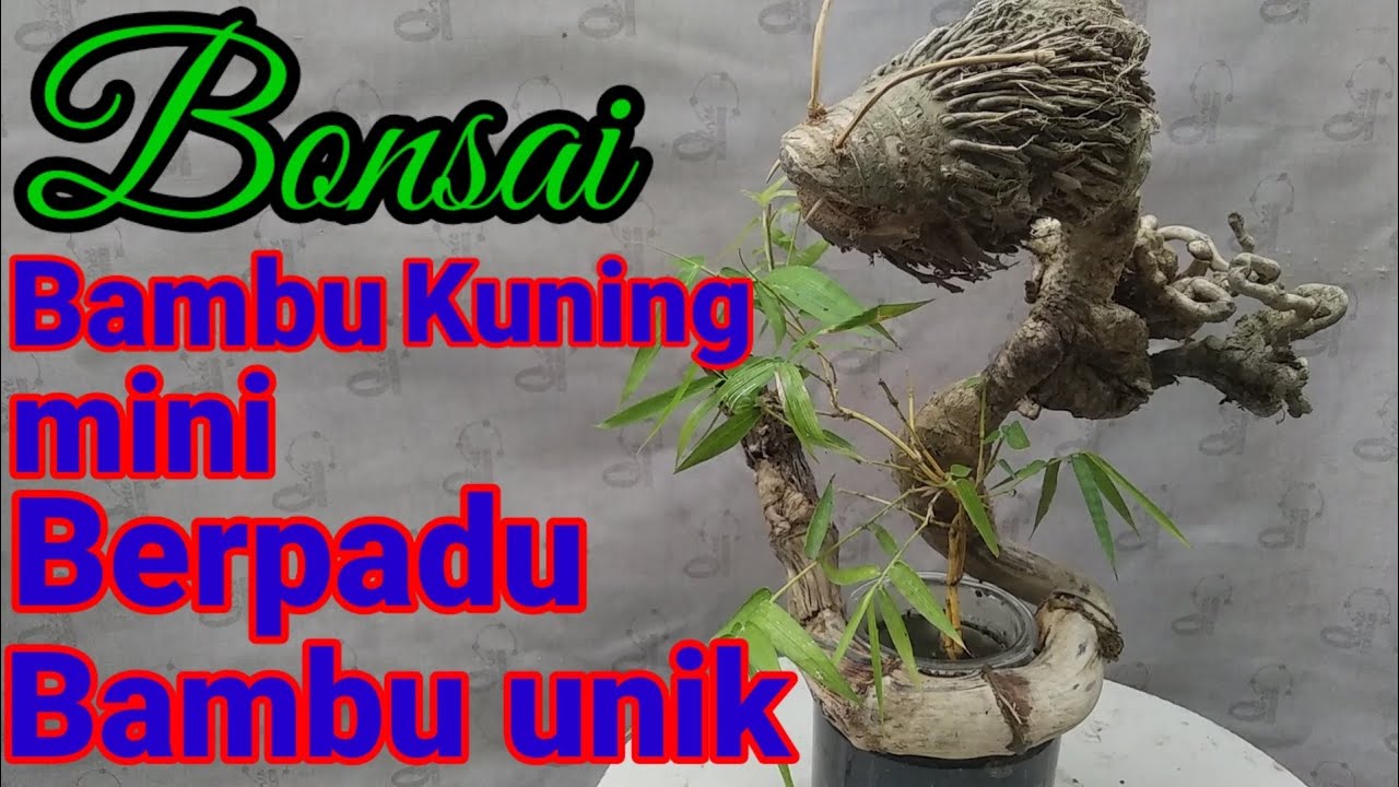 cara mudah membuat bonsai bambu kuning hasil mbolang@sak pri - YouTube