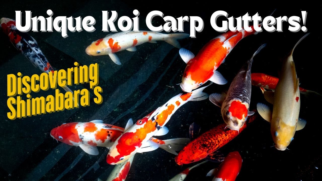 Discovering Shimabara's Unique Koi Carp Gutters! #koicarp #koicarpfish ...