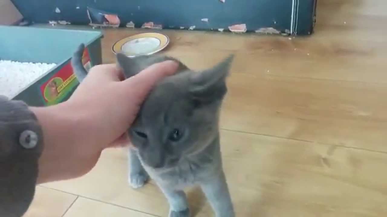 Lena the Russian blue kitten strange silent meow - YouTube