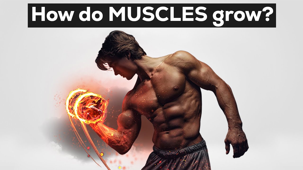 What makes your MUSCLES grow - YouTube