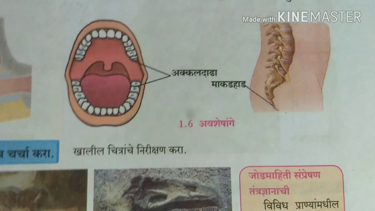 Evidences of Evolution , Heredity and Evolution in Marathi - YouTube
