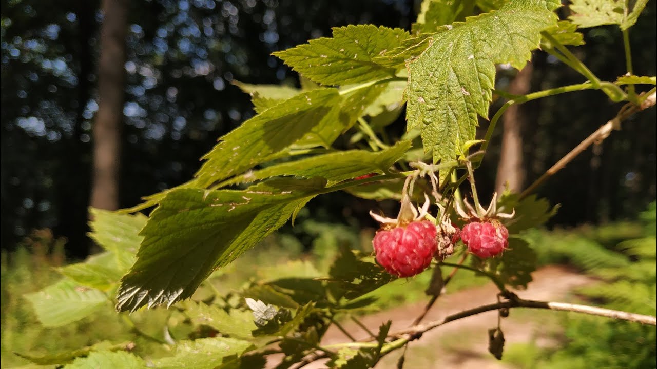 Wild Raspberries (Rubus idaeus) - YouTube