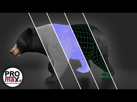 Rigged Black Bear 3D Model for Download | PROmax3D
