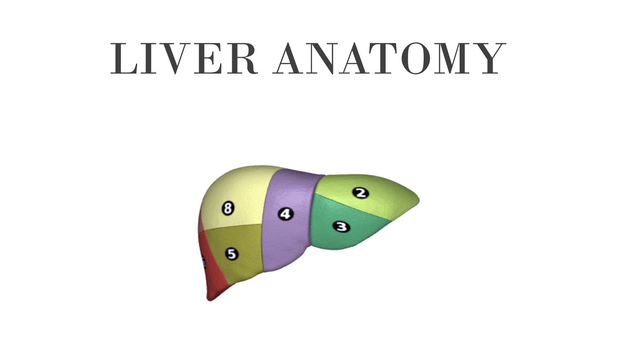 Liver Anatomy PPT (Slide Presentation) - YouTube
