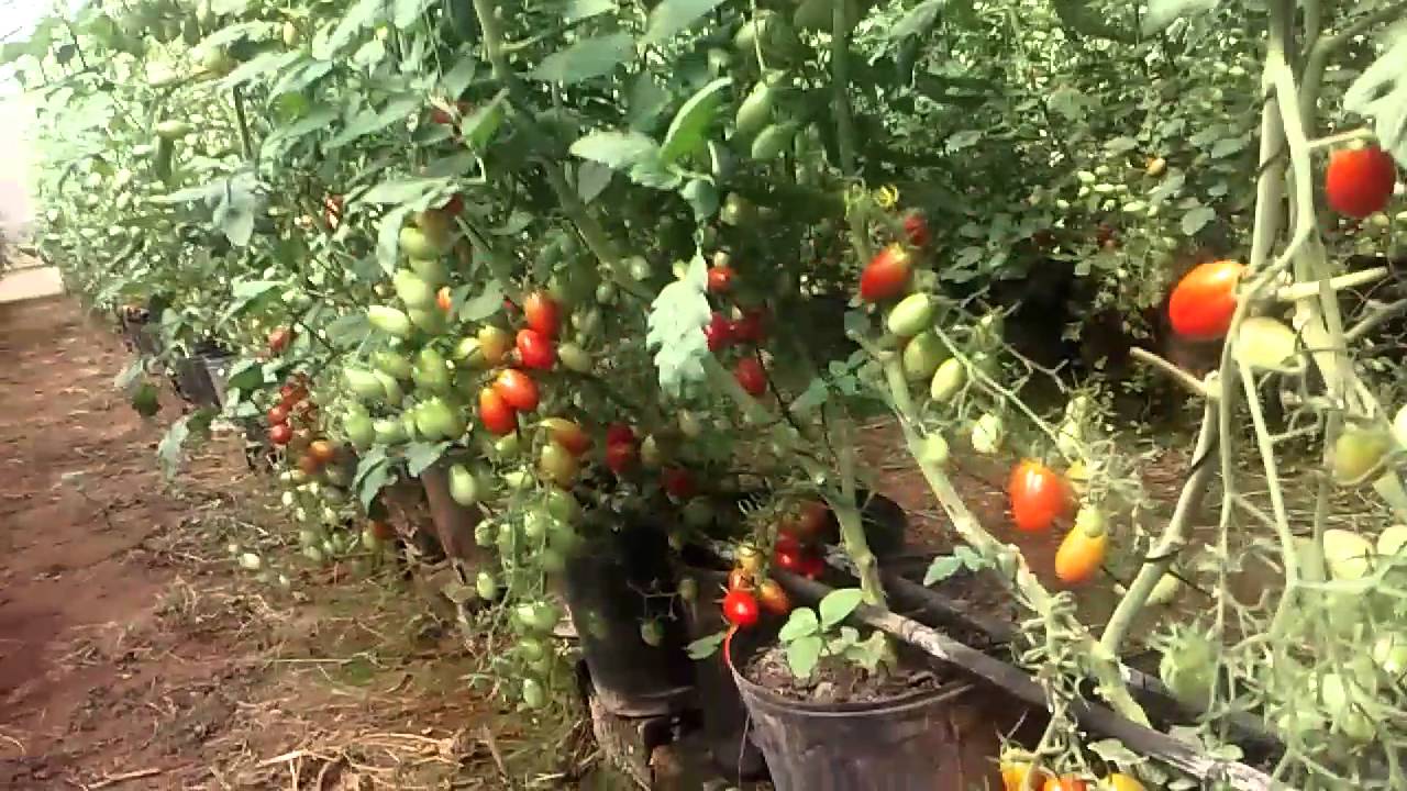 Tomate sweet grape - YouTube